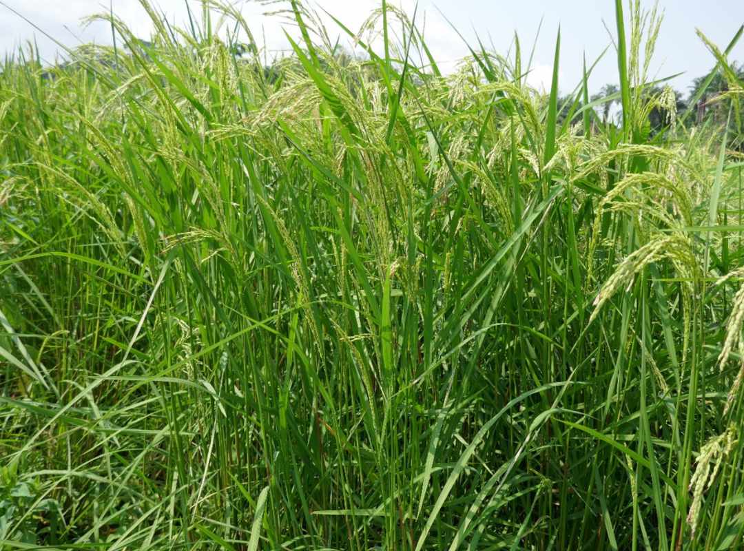 Rijstteelt | Kisangani vzw